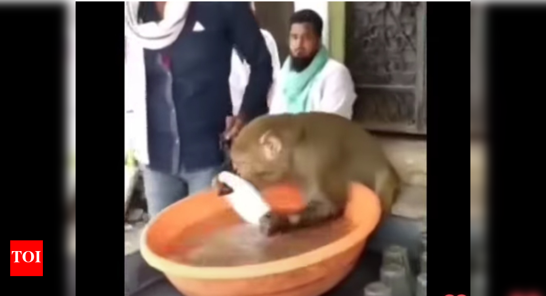 Viral video shows a monkey washing utensils at a tea stall - Times of India