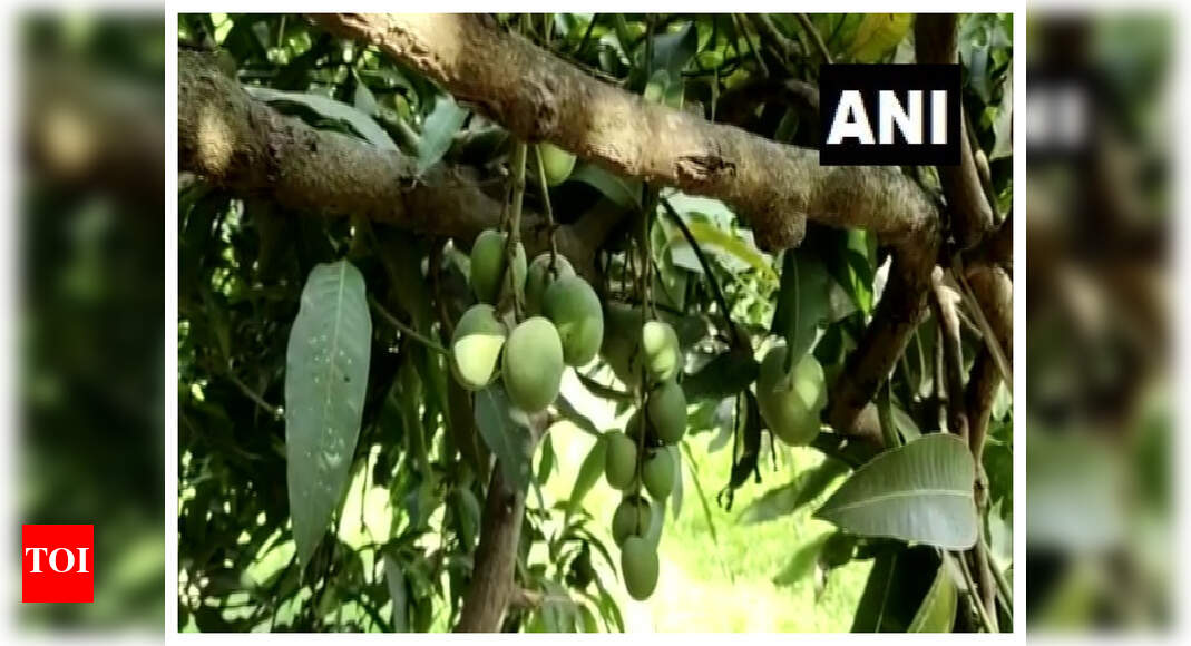 This 15-year-old tree in Uttar Pradesh bears 121 varieties of Mangoes ...