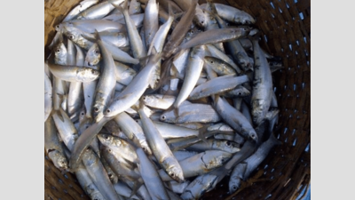 Fish prices in Karnataka soar despite fresh produce being unavailable ...