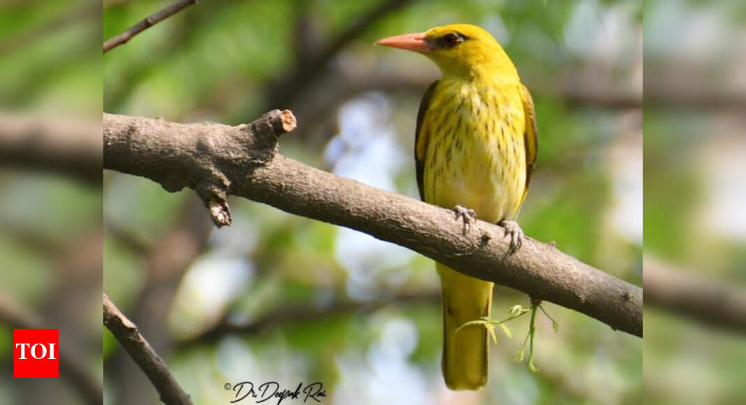 KU campus emerges as a birds’ paradise - Times of India