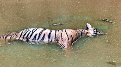 Rajasthan: Carcass of 10-year-old tiger found in Ranthambore waterhole ...