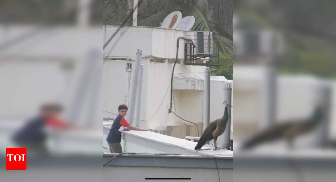 Peafowl Estray - Times of India