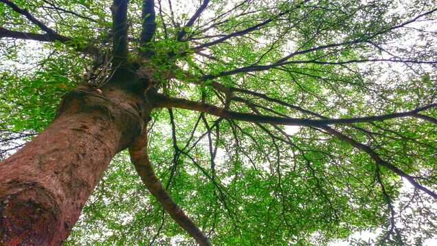 IATA: Air travel lower than pre-pandemic level, an overview of Corona ...