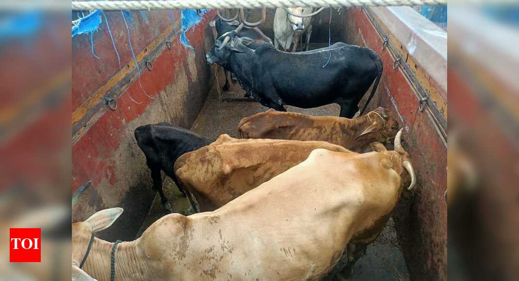Maharashtra: 7 calves transported from Raigad to Deonar rescued before ...