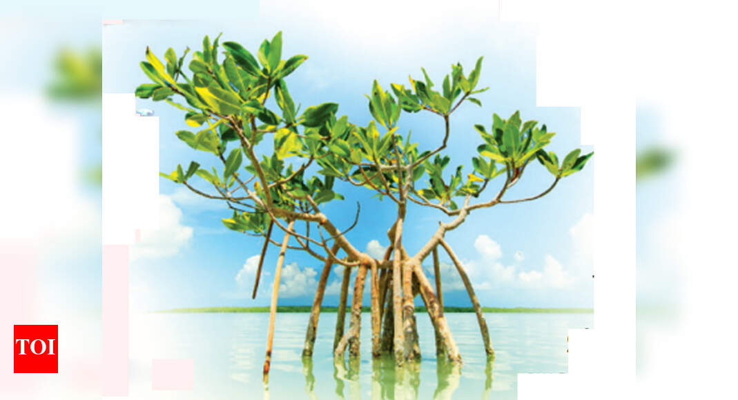Vital to protect khazan lands in coastal plan, say activists | Goa News ...