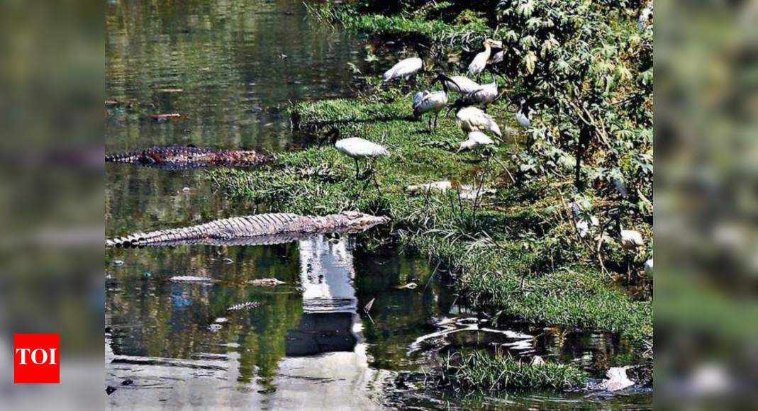 Vadodara: Crocodile dens not being disturbed during Vishwamitri river ...