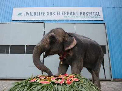 Bollywood celebs help blind elephant reach animal hospital in Mathura ...