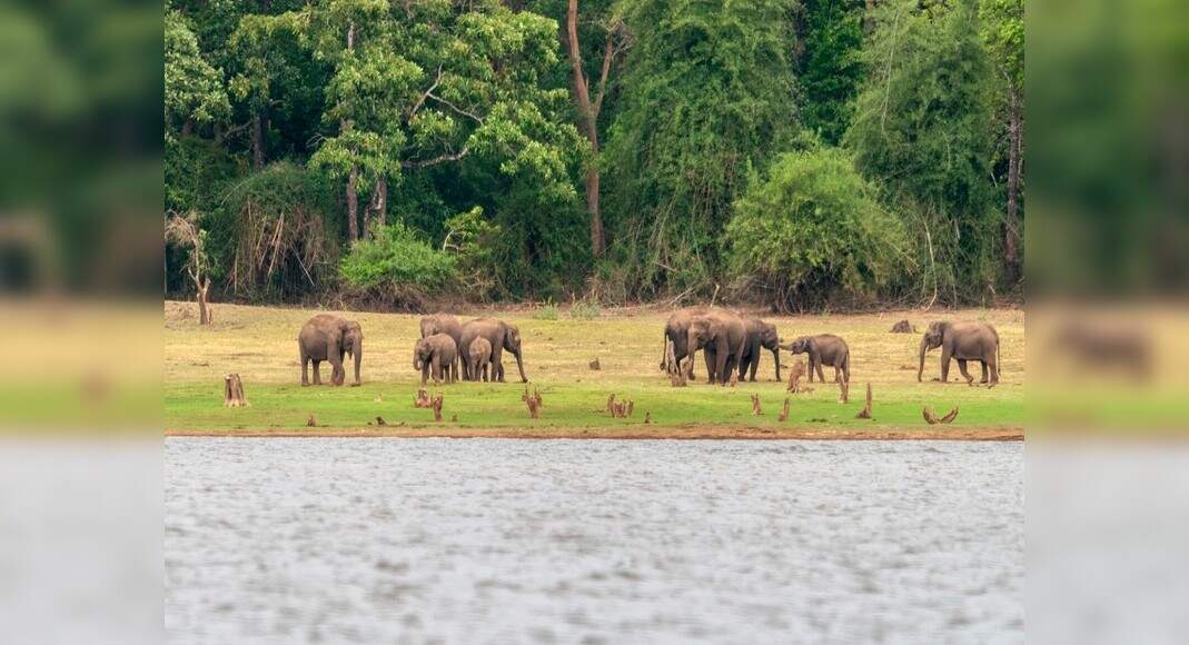 Karnataka: Five wildlife sanctuaries you should visit | Times of India ...