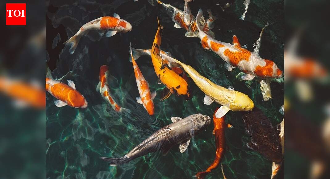 Fish food for large fish: Popular choices to feed fish at your home ...