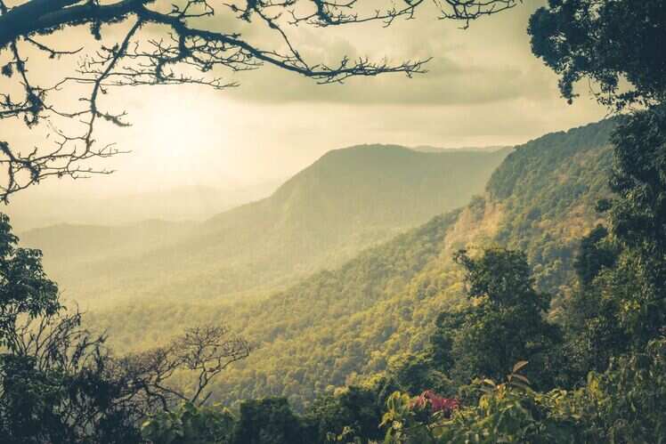 Jungle Trekking In India: Incredible Jungle Trekking Destinations In ...