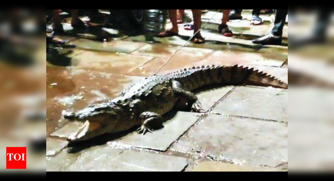 Gujarat: Crocodile walks into housing society of Salatwada | Vadodara ...