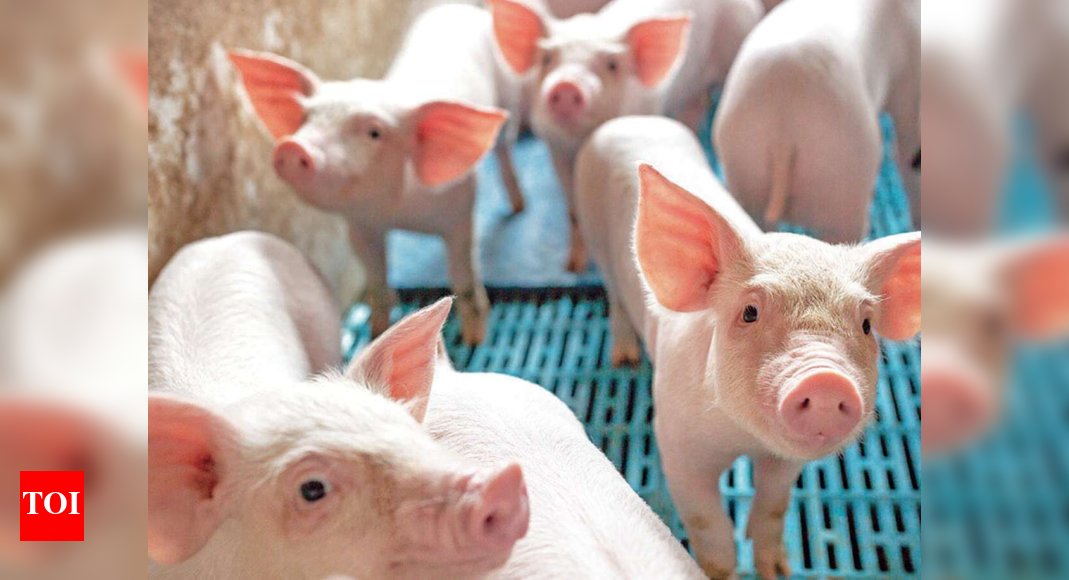 Nobody worships pig, says Assam BJP on pork ban call | Guwahati News ...