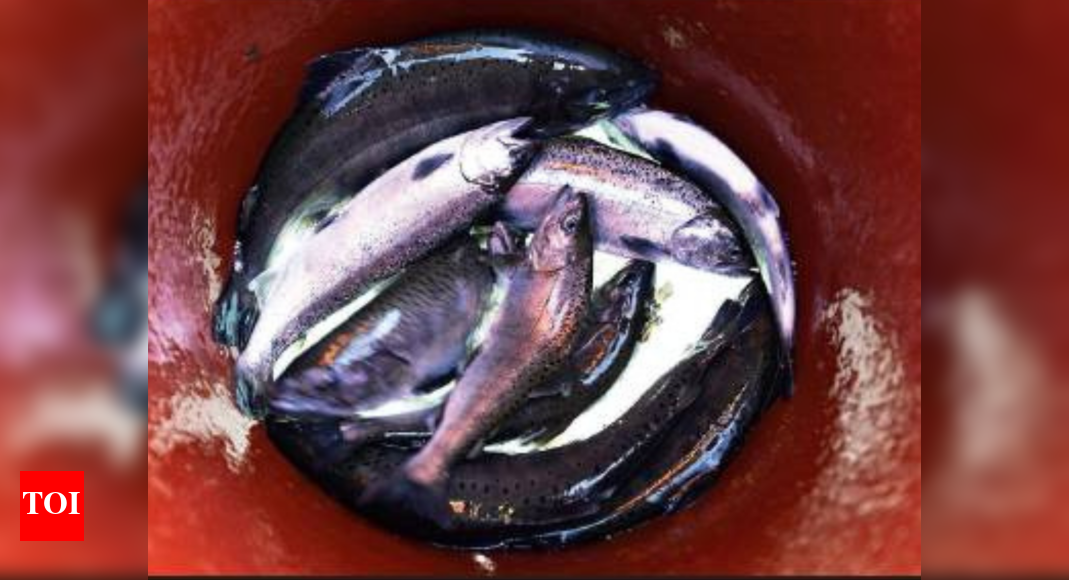 A first: Trout fish reared in warm water body in Himachal Pradesh ...
