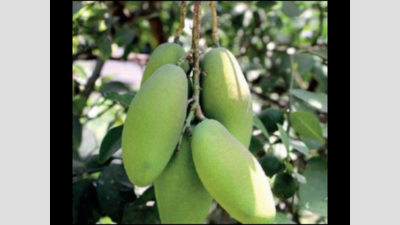 CISH to register 25 Malihabadi mango varieties | Lucknow News - Times ...