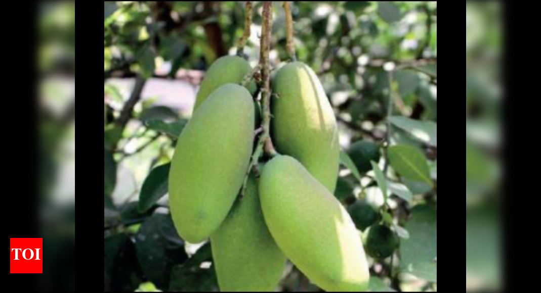 CISH to register 25 Malihabadi mango varieties | Lucknow News - Times ...