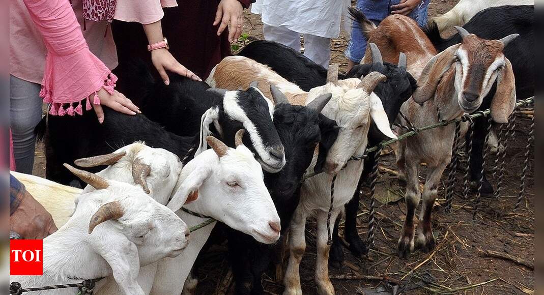 Mumbai: On Bakrid, some will help poor instead of sacrificing animals ...