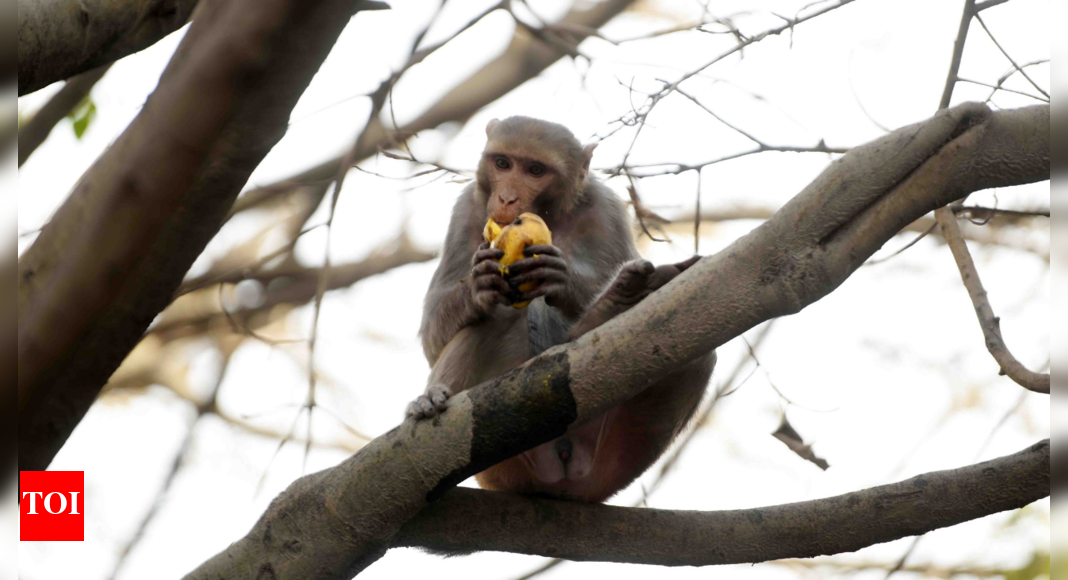 US boosts funding to breed more test monkeys in wake of Covid - Times ...