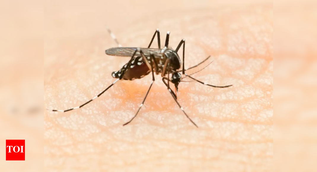 Flu, dengue on the rise as Covid-19 curbs ease | Hyderabad News - Times ...