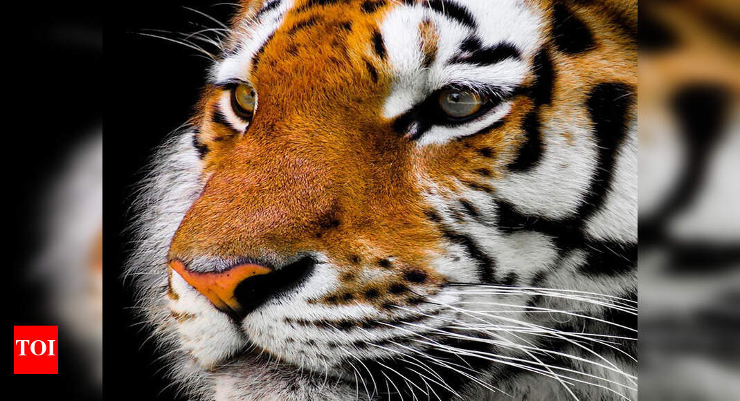 Giant squirrels, wild cats on display at Pune zoo | Pune News - Times ...