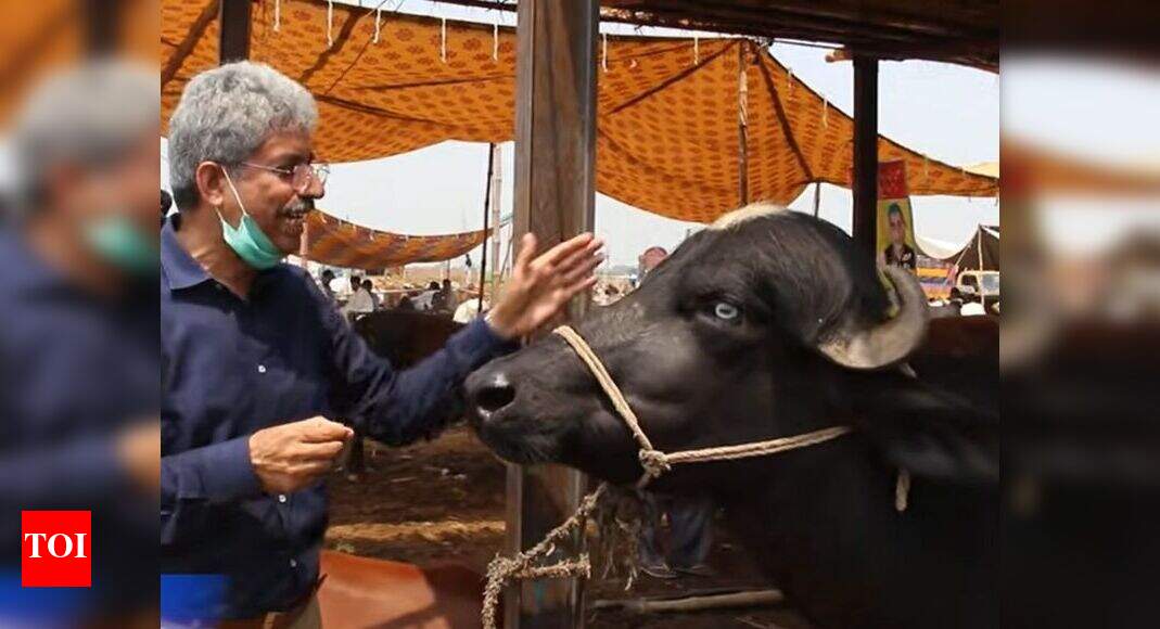 Video of Pakistani reporter interviewing cattle thrives on Twitter ...