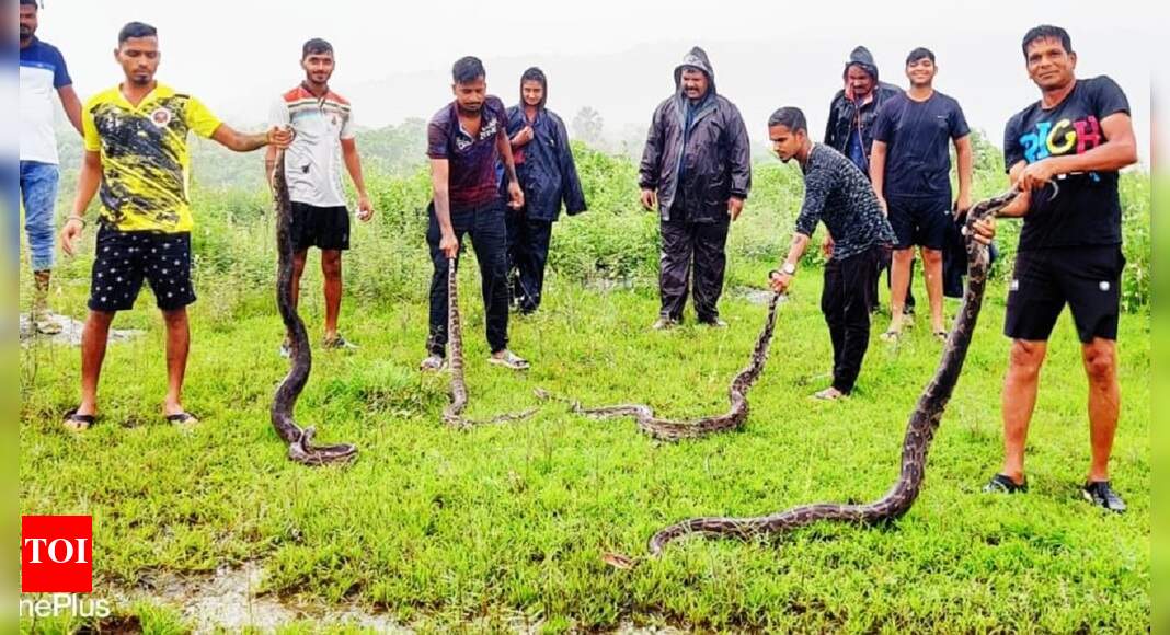 Navi Mumbai: Four Indian rock pythons rescued amid heavy rains | Navi ...
