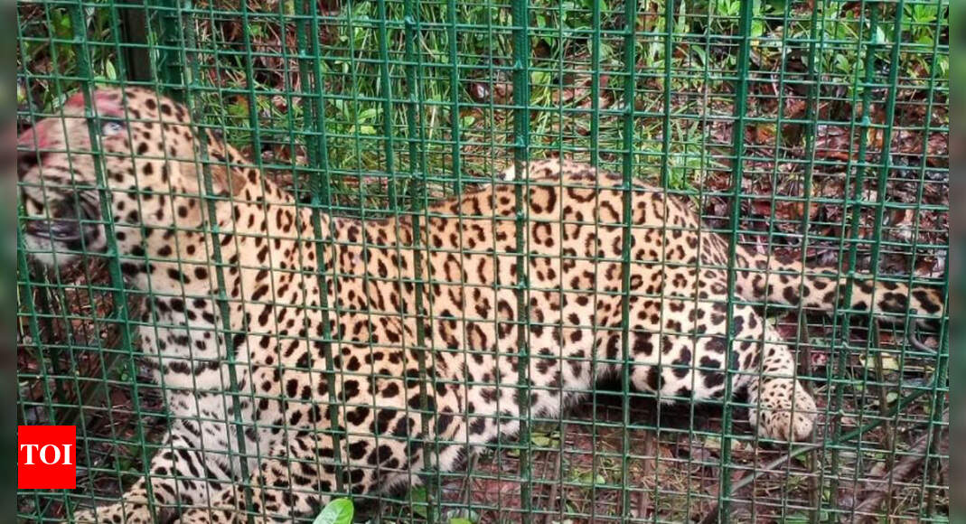 Karnataka: Leopard trapped, left in wild | Mangaluru News - Times of India