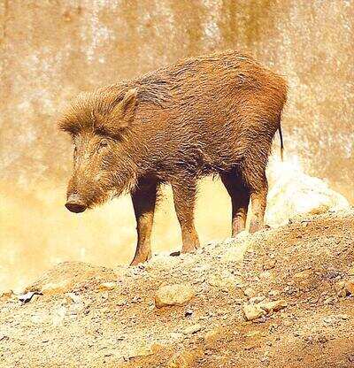 Submit study backing decision to declare wild boar as vermin: Amicus ...