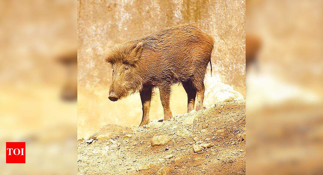 Submit study backing decision to declare wild boar as vermin: Amicus ...