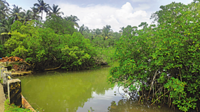 Goa: Mangrove loss could trigger coastal flooding, say experts | Goa ...