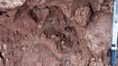 Kohlapur: Forest department finds tiger pugmarks in Chandgad reserve ...