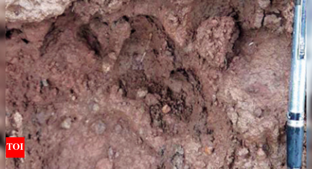 Kohlapur: Forest department finds tiger pugmarks in Chandgad reserve ...