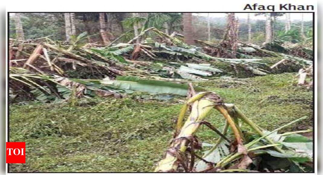 Goa: Agriculture loss in deluge-hit Sattari taluka pegged at Rs 40 lakh ...