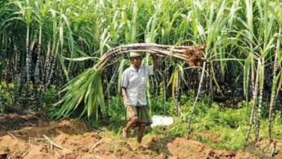 Uttar Pradesh's cane productivity up four quintal per hectare | Lucknow ...