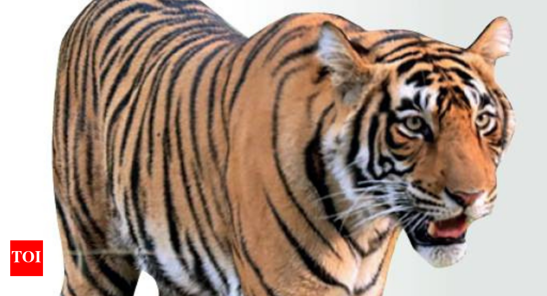 Tiger reserves in Uttar Pradesh could soon be a delight for ecotourists ...