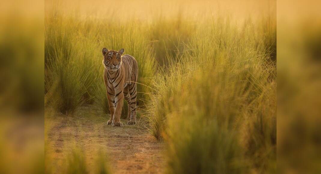 International Tiger Day: PM Modi commits to providing safe habitat ...