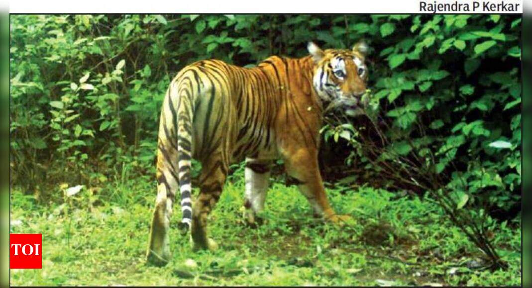 Goa News: Little progress for Goa’s big cat conservation | Goa News ...