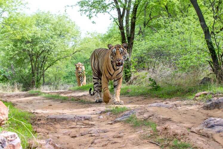 Indian Tiger Sanctuaries | Offbeat tiger sanctuaries to visit in India ...