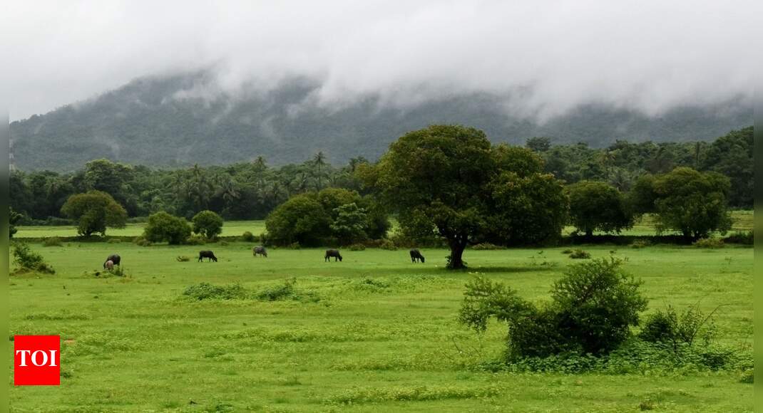 ‘Not even 5% of India’s grasslands protected’ | India News - Times of India