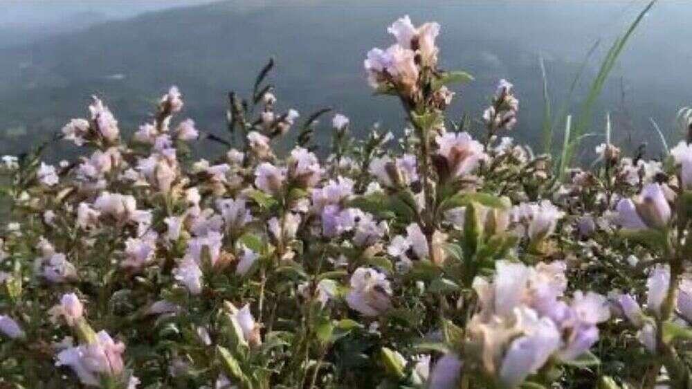 In pics: Neelakurinji blooms in Kerala's Idukki | The Times of India