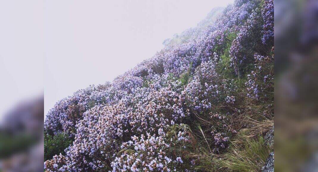 Neelakurinji flower blooms after 12 years in Kerala’s Idukki; all that ...