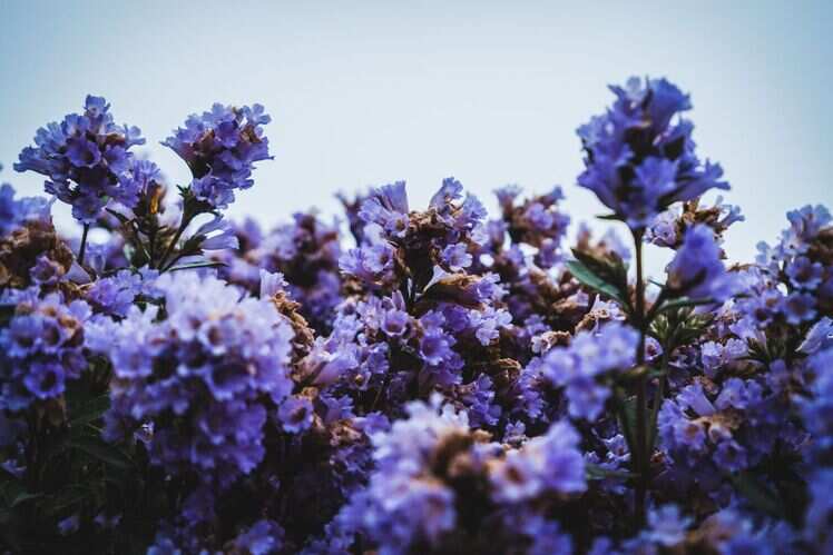 Neelakurinji flower blooms after 12 years in Kerala’s Idukki; all that ...