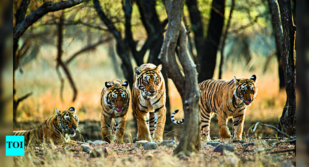 Maharashtra: 113 safari guides in Pench Tiger Reserve to be 'graded ...