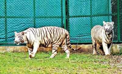 Surat zoo gets a pair of white tigers, foxes from Rajkot | Surat News ...