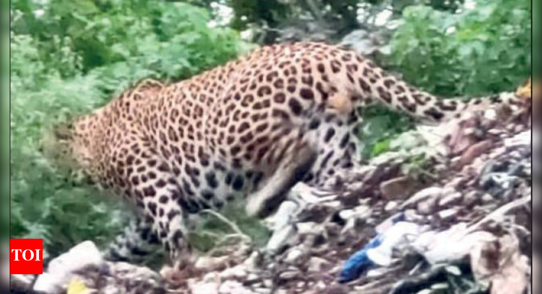 Madhya Pradesh: Leopard on prowl, alert sounded in 5 villages in Sagar ...