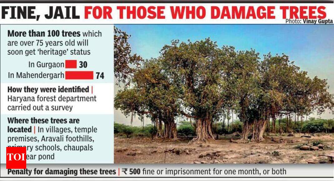 Forest dept to tag 100 old trees with ‘heritage’ status | Gurgaon News ...