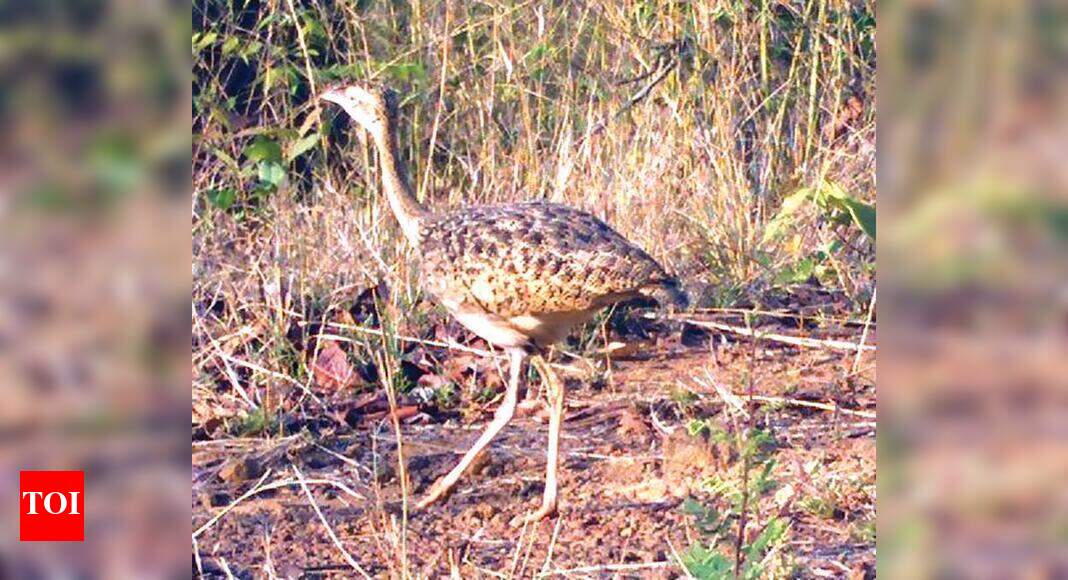 In a first, endangered lesser florican captured on camera in Tadoba ...