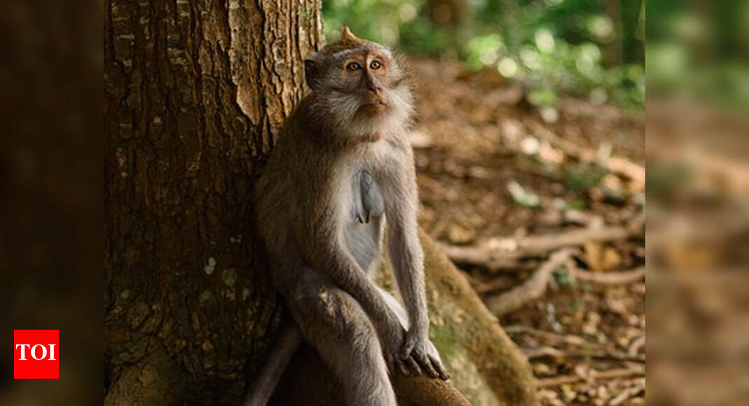 SIT to probe monkey deaths in in Belur range of Hassan forest division ...