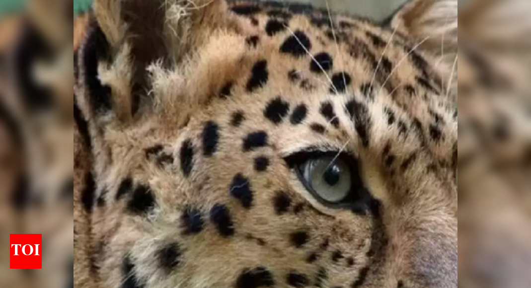 Himachal Pradesh: Leopard kills 5-year-old girl in Shimla | Shimla News ...