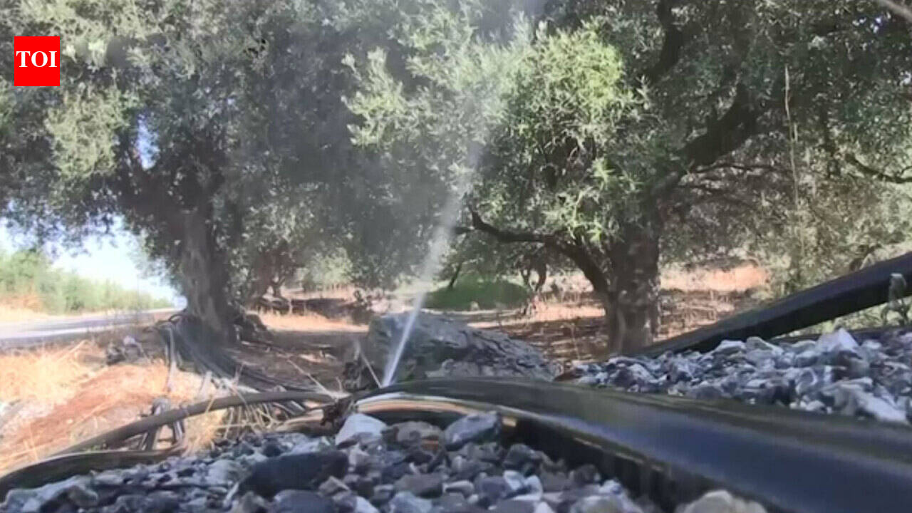 Smart irrigation helps Olive trees survive heatwave