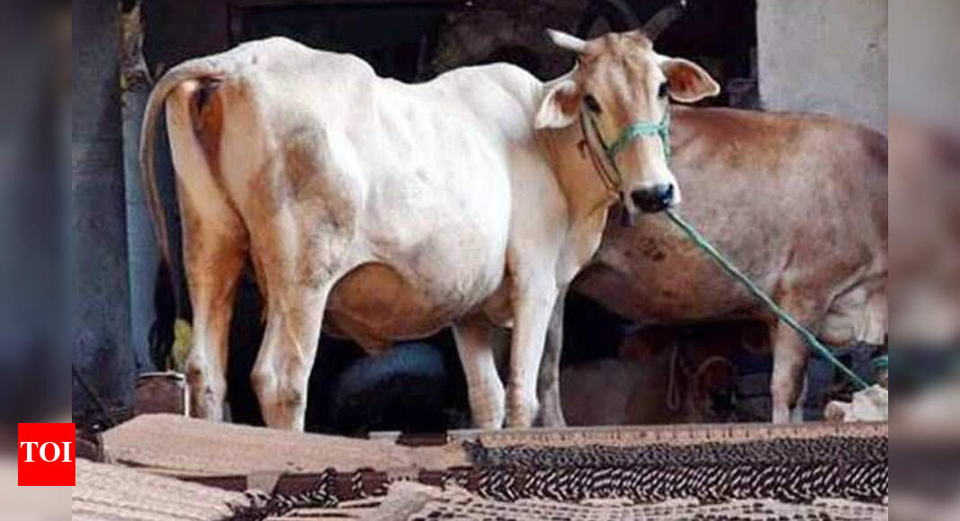 Andhra Pradesh TTD Readies To Promote Desi Cow Breeds Vijayawada andhra-pradesh-ttd-readies-to-promote-desi-cow-breeds-vijayawada